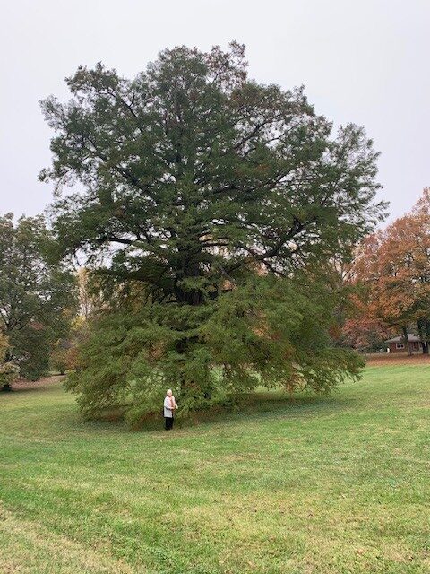 “Under a Spreading Chestnut Tree” with Mama – Wholehearted1